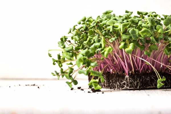 Micro Mint Cress – Sun Harvest LTD