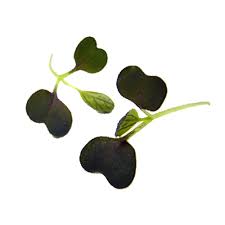 Micro Red Pak Choi – Sun Harvest LTD