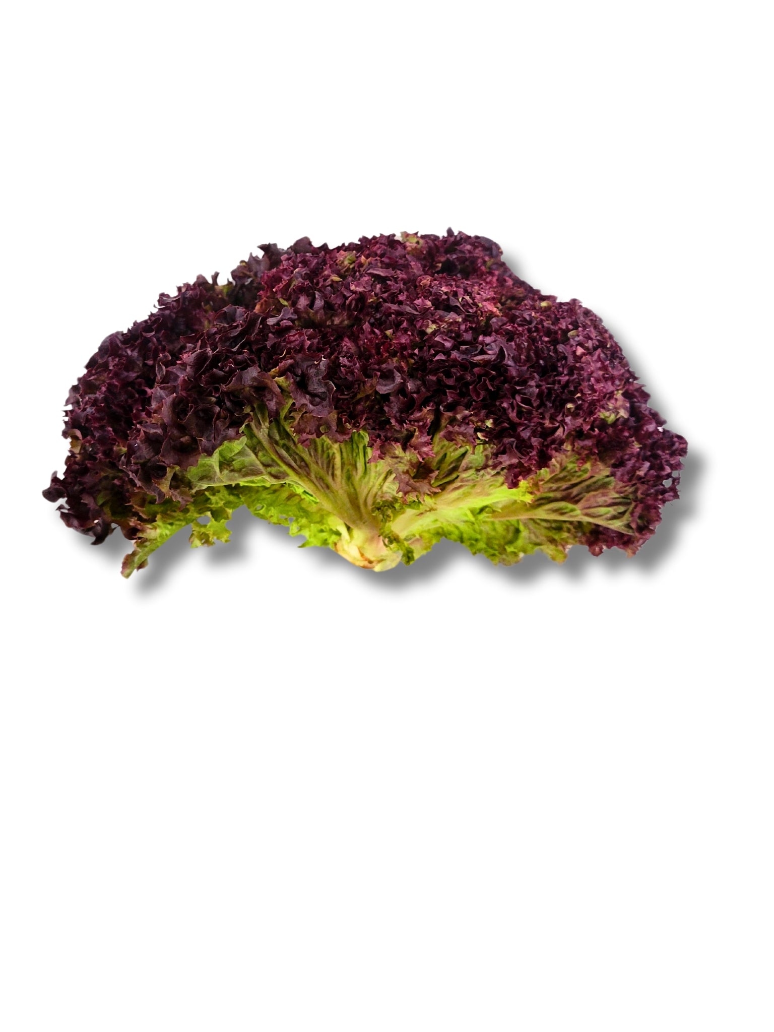 Lollo Rosso – Sun Harvest LTD