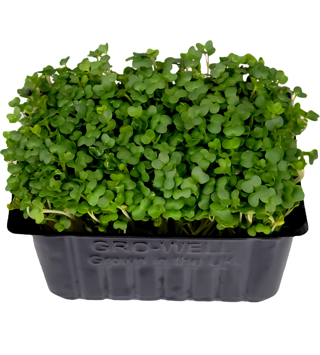 Micro Basil – Sun Harvest LTD